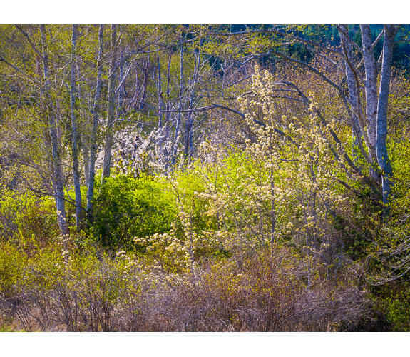 Childhood's End Gallery | "Early Spring, Duckabush" by Keith Lazelle ...