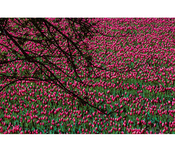 Childhood's End Gallery | "Tulips through Branches" by Keith Lazelle ...