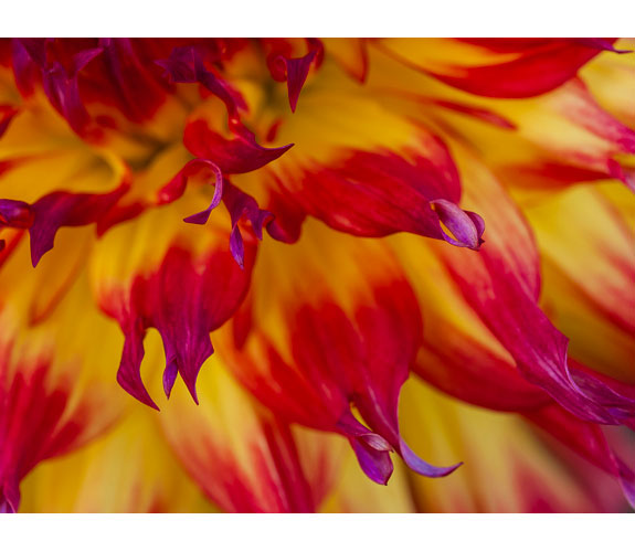 Childhood's End Gallery | "Dahlia Tips" by Keith Lazelle | Olympia, WA ...